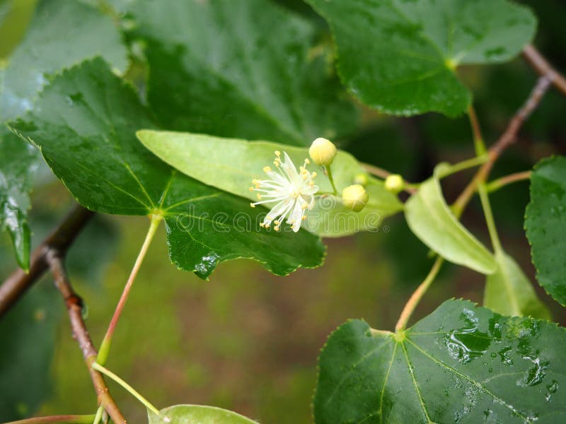 Linden tree in bloom stock photo. Image of green, linden - 139700278