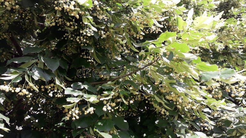 Linden Tree Bloomed in June Summer Tree Texture Stock Image - Image of ...