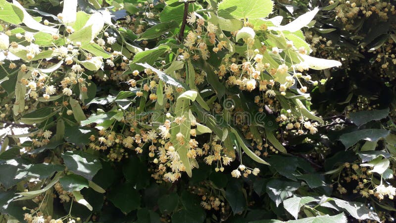 Linden Tree Bloomed in June Summer Tree Texture Stock Image - Image of ...