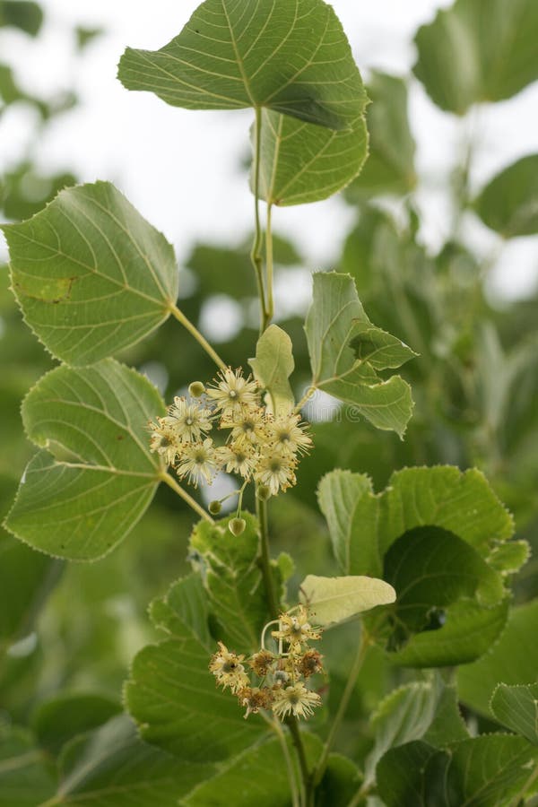 Linden Tree with Fresh Foliage and Flowers Stock Image - Image of ...