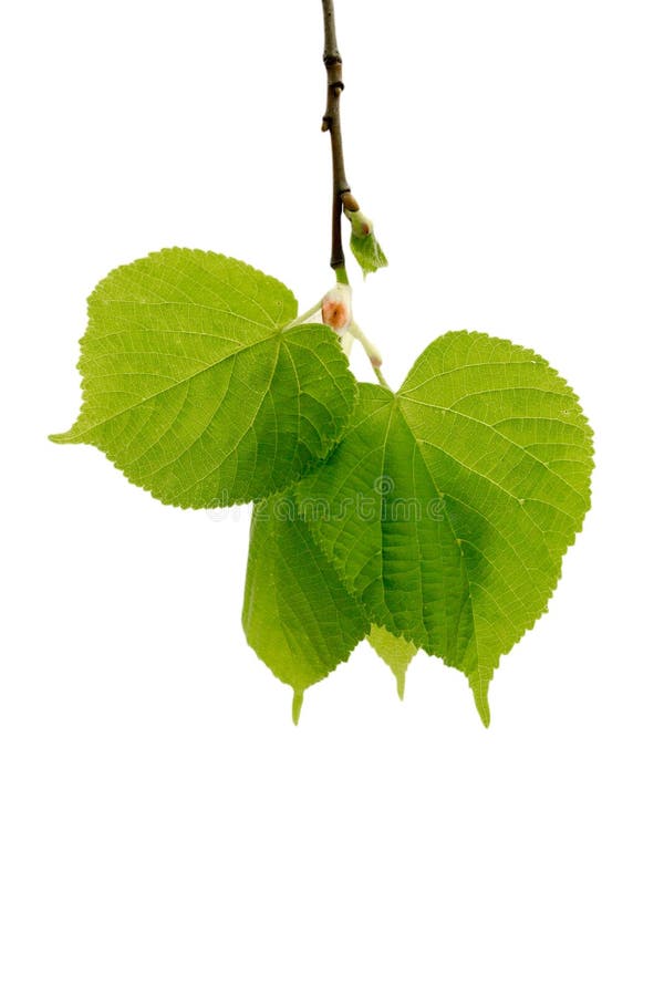 Linden Tree Branch Isolated on White Background. Spring View Stock ...