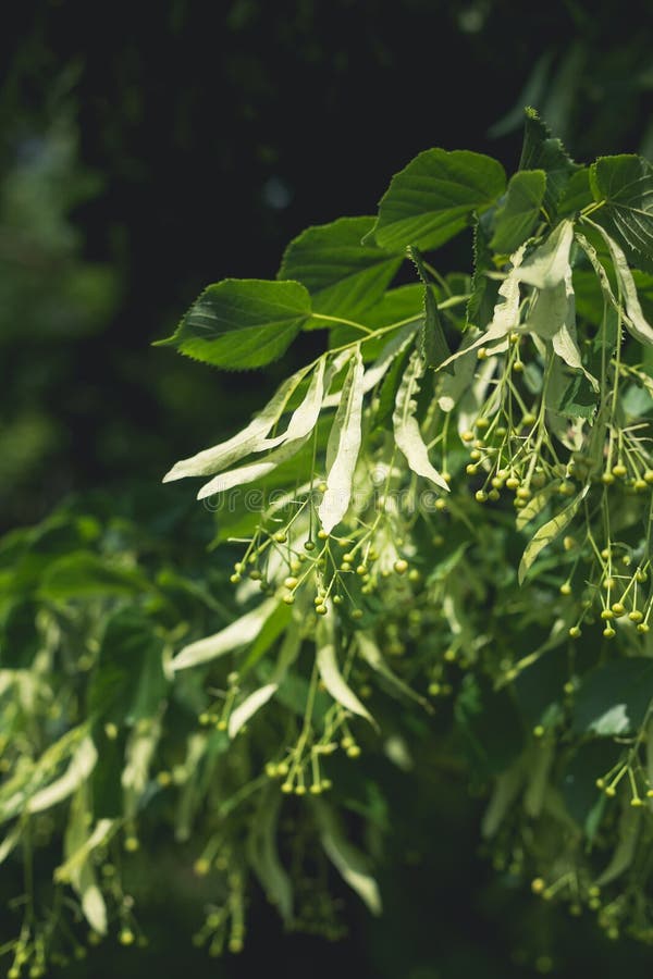Linden Tree Branch in Spring in the Countryside in Ukraine Stock Photo ...