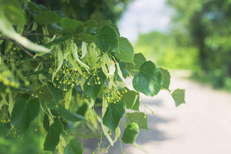 Linden Tree Branch in Spring in the Countryside in Ukraine Stock Image ...