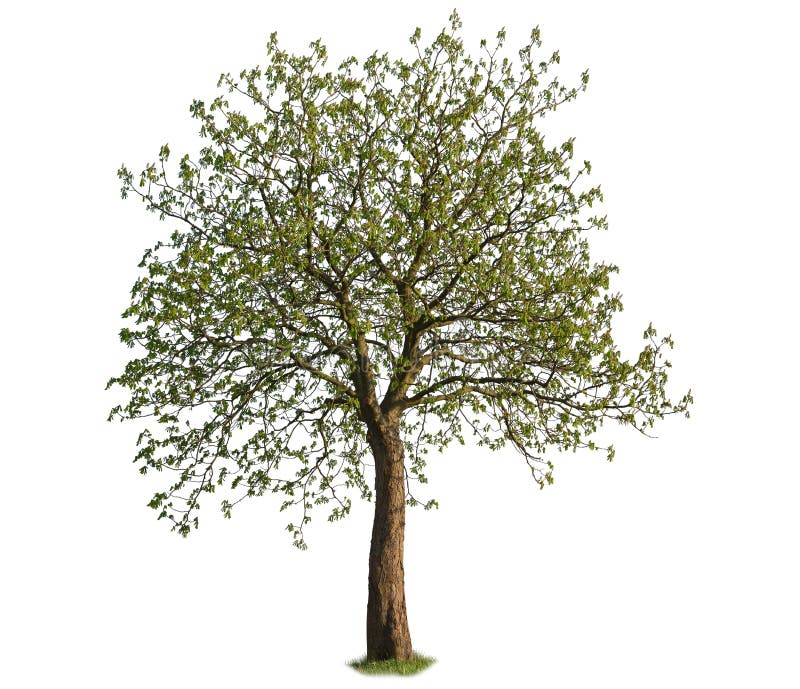 Green Linden Tree Isolated on White Background Stock Photo - Image of ...