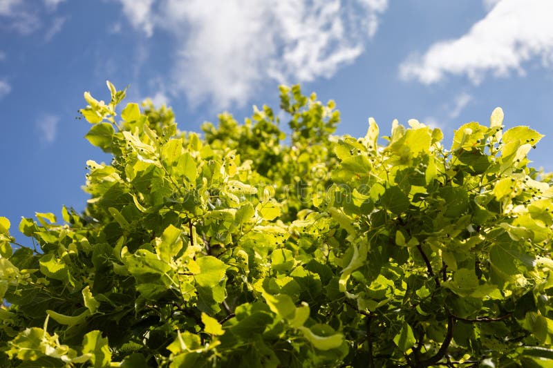Linden Tree Detail on Sky with Clouds Stock Photo - Image of closeup ...