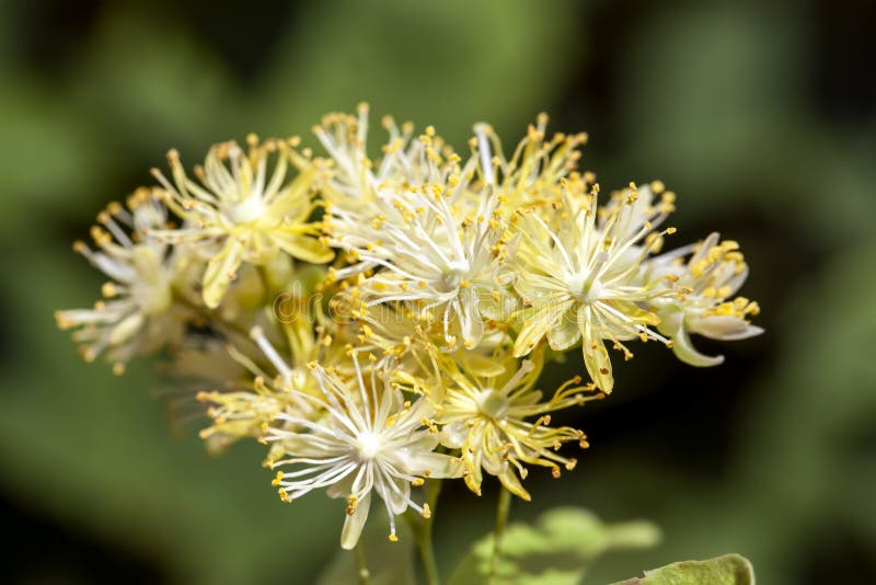 Beautiful Linden Tree Flower in Spring during Flowering, Stock Image ...