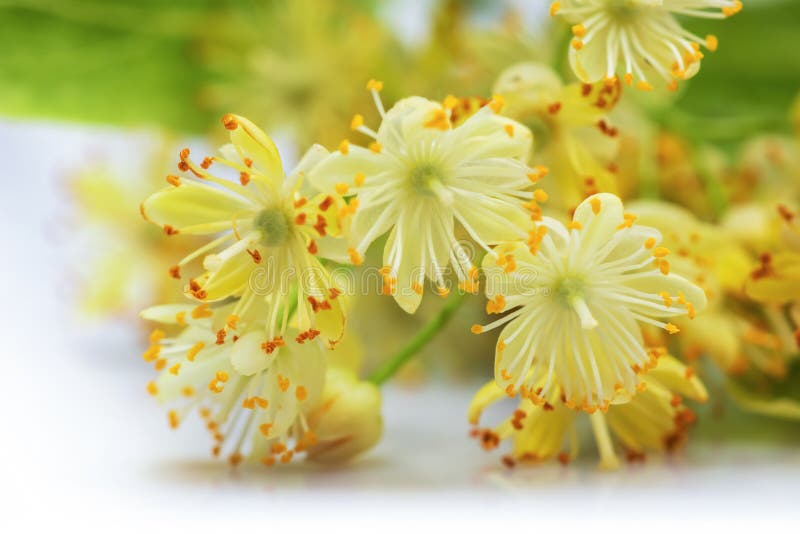 Linden Tree Flower in Spring, Beautiful Linden Tree Flower in Spring ...