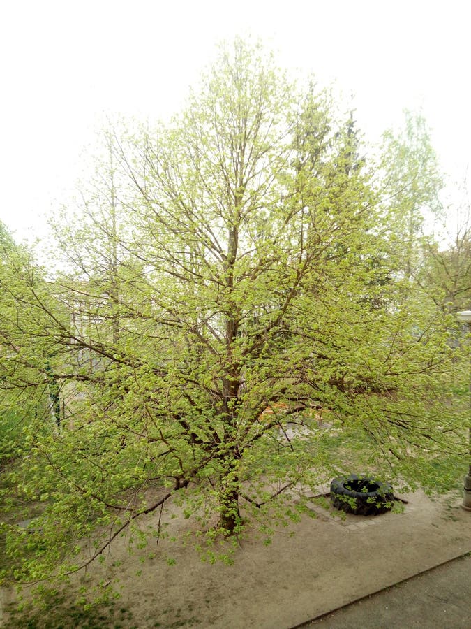 Linden stock photo. Image of spring, linden, forest - 146356388