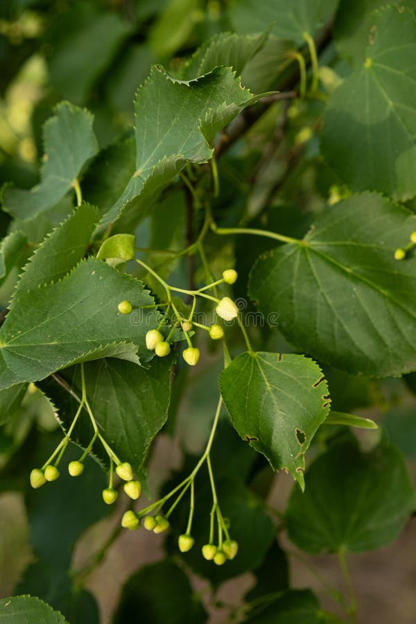 Linden Tree Fruits Ripe Nuts on a Branch Tree Stock Image - Image of ...