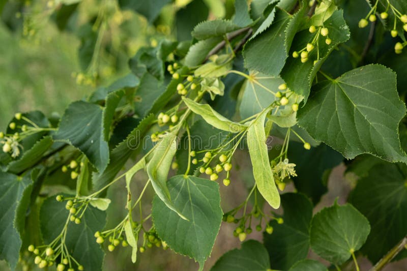 Linden Tree Fruits Ripe Nuts on a Branch Tree Stock Image - Image of ...