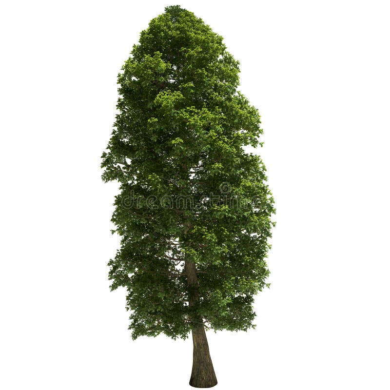 Isolated young linden tree stock photo. Image of held - 14704186