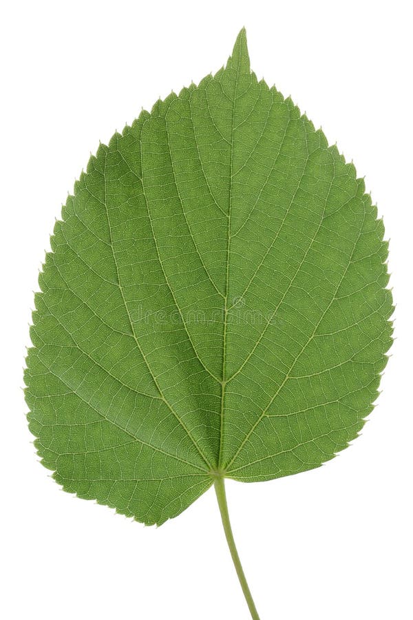 Linden tree branch blossom stock photo. Image of branch - 42385184