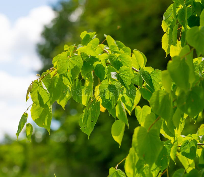 Linden tree leaves stock image. Image of beautiful, branch - 54712207