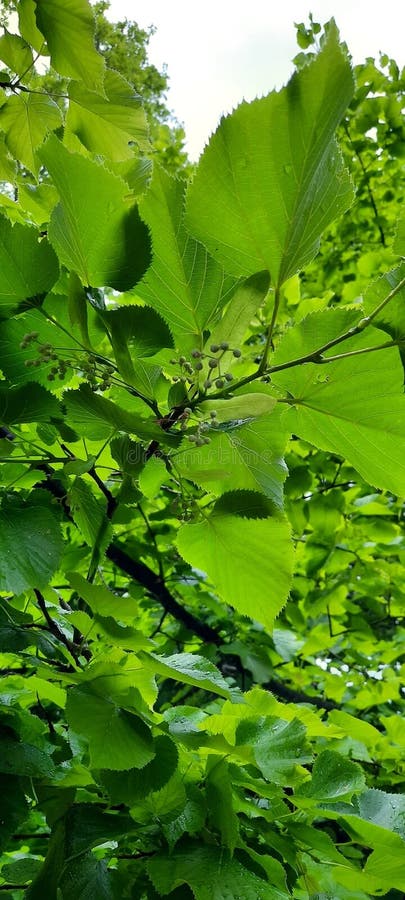 Linden tree leaves stock image. Image of fruit, evergreen - 274059931
