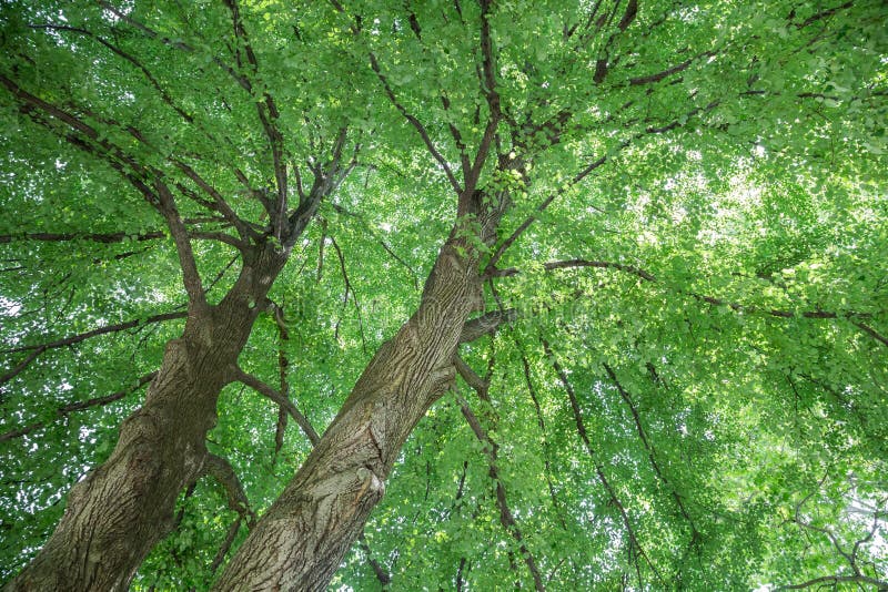 Linden Tree stock image. Image of branches, foliage, green - 94350135