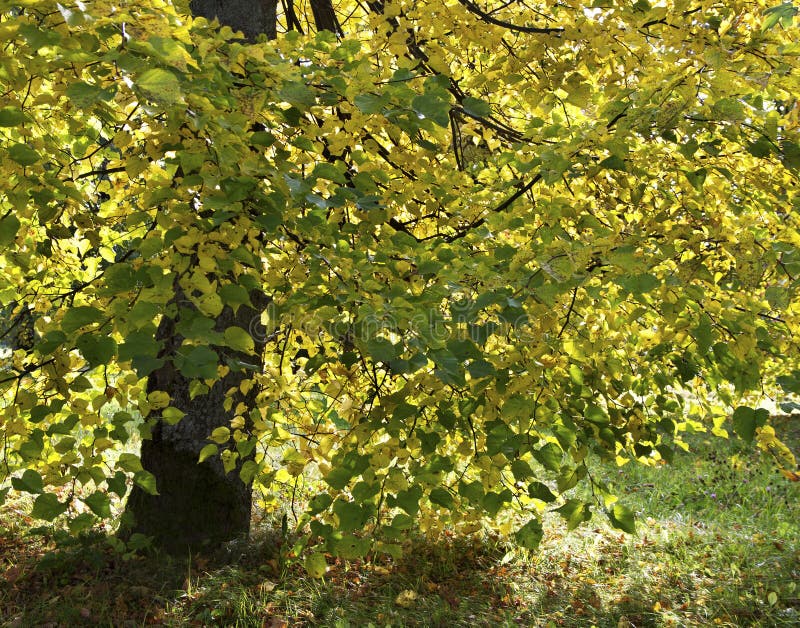 Linden tree. stock image. Image of october, shiny, selective - 47692585