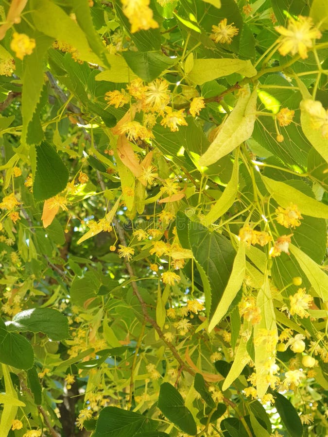 Linden Tree Scented Blossom Stock Photo - Image of blossom, flowers ...