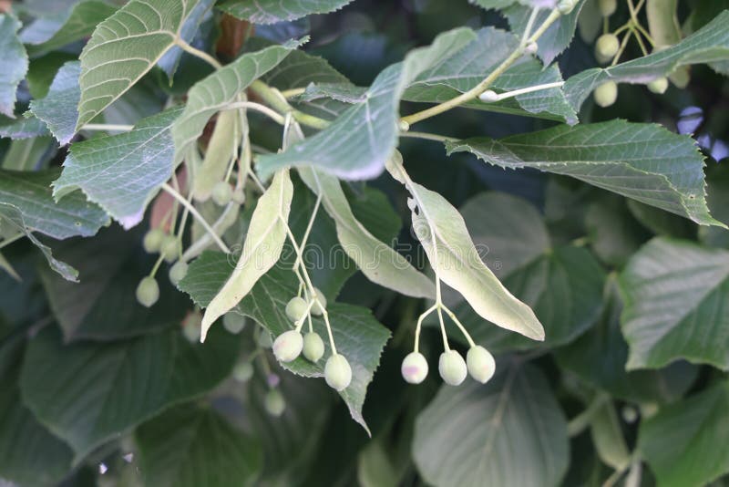 Linden Tree Seeds Closeup Green Leaves Background Stock Photos - Free ...