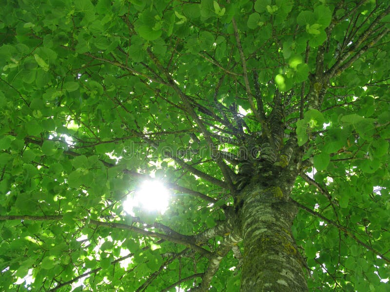 Linden Tree with Vibrant Green Leaves Stock Photo - Image of forestry ...