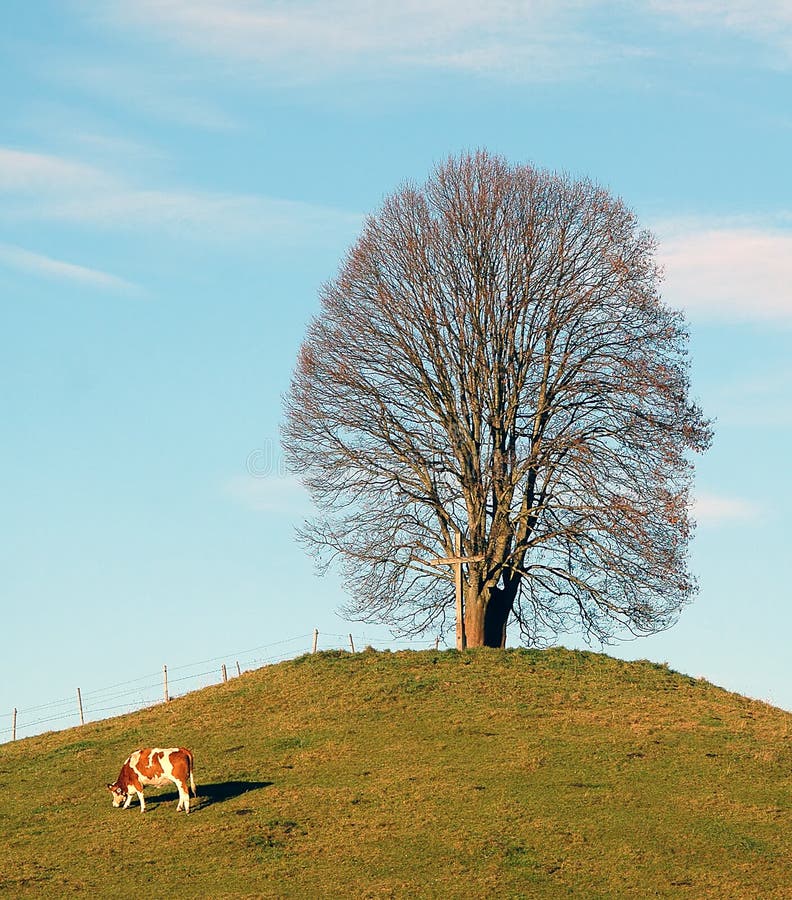 Linden tree blooms stock photo. Image of leaf, food - 231270090