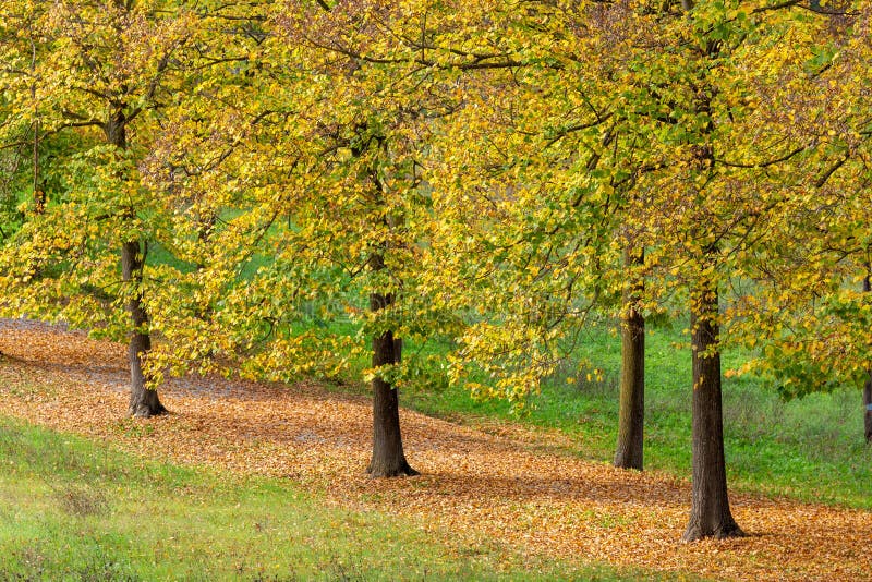 Linden Trees in Autumn Italian Countryside Stock Photo - Image of green ...