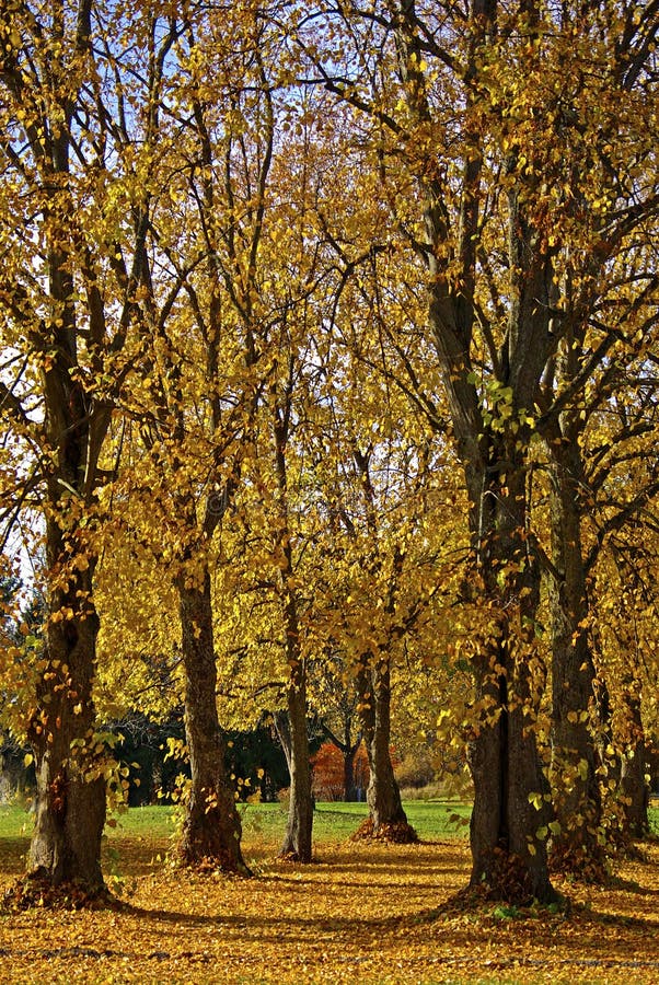 Linden trees stock photo. Image of orange, landscape - 34543026