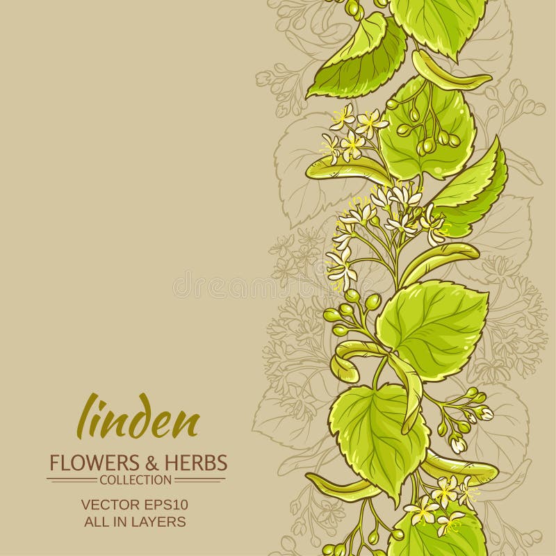 Linden vector set stock vector. Illustration of medical - 106759443