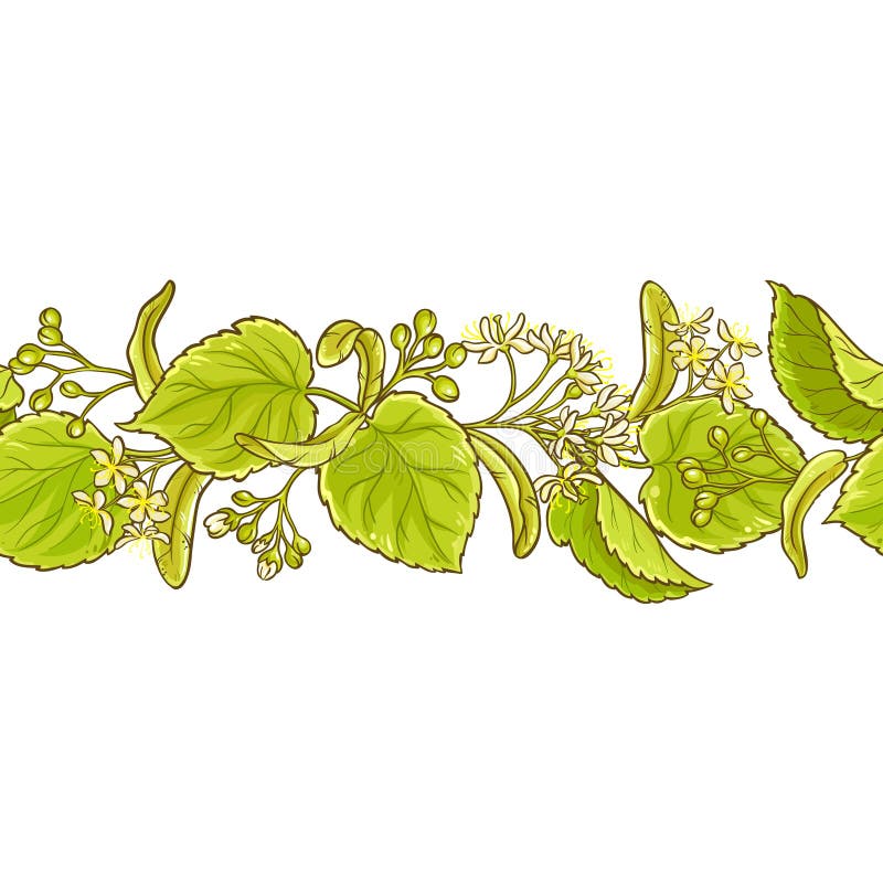 Linden Leaf Flower Vector Stock Illustrations – 1,237 Linden Leaf ...