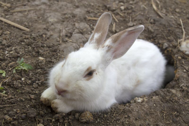 Lindo Conejo Blanco En La Zona Dughole Imagen de archivo - Imagen de ...