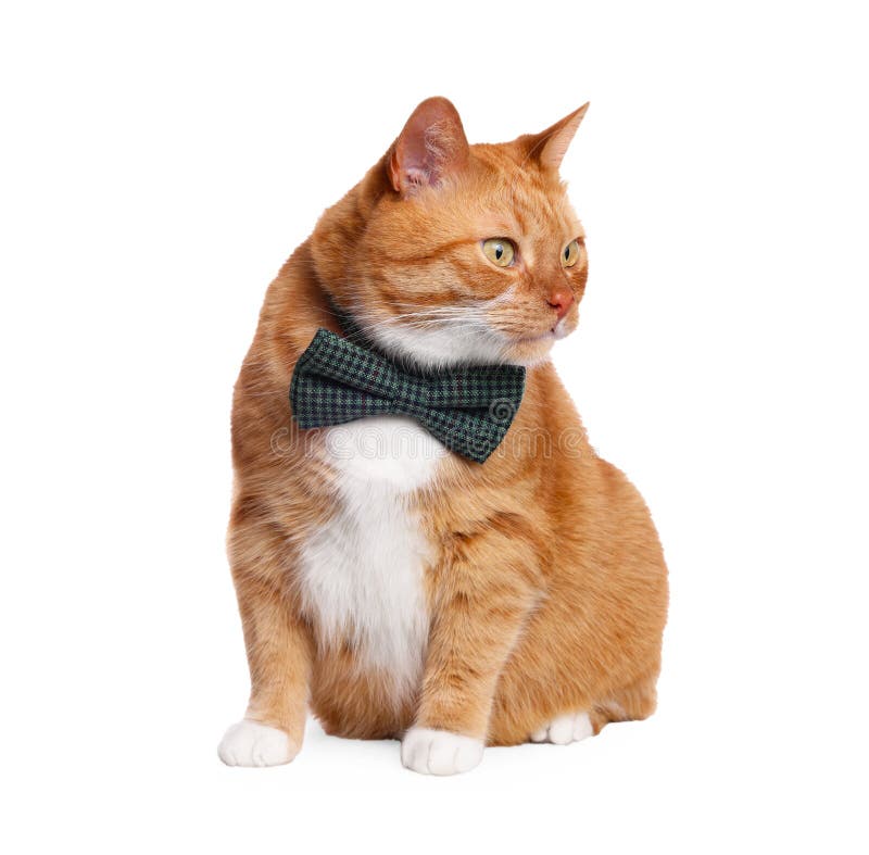 Lindo Gato Con Corbata De Arco Aislado En Blanco Foto de archivo ...