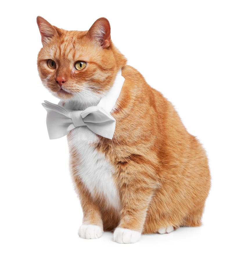 Lindo Gato Con Corbata En El Fondo Blanco Foto de archivo - Imagen de ...