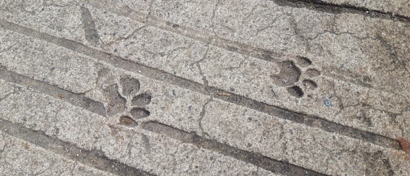 Lindo Gato Garras En La Carretera Foto de archivo - Imagen de gato ...