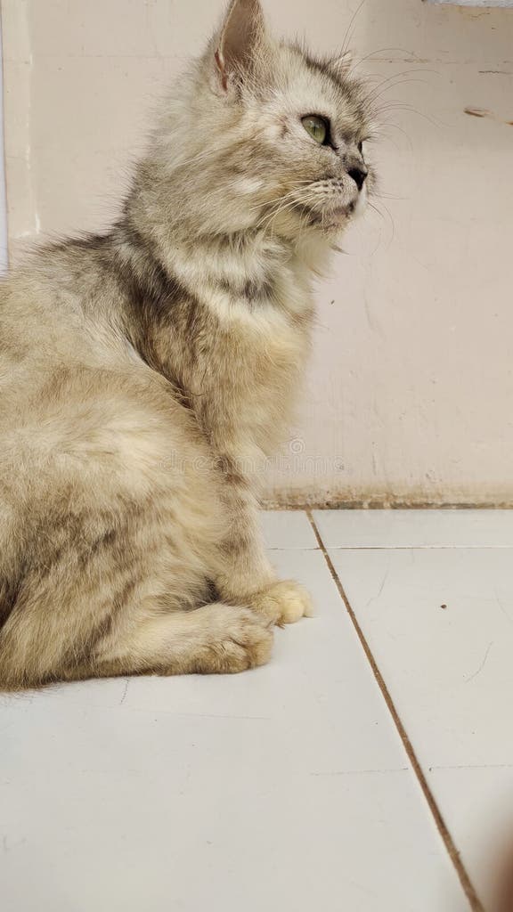Lindo gato persa foto de archivo. Imagen de nariz, lindo - 204978118