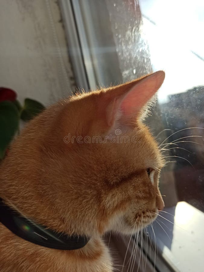 Lindo Gato Sentado En El Suelo. Imagen de archivo - Imagen de cortante ...