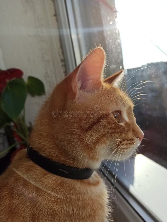 Lindo Gato Sentado En El Suelo. Imagen de archivo - Imagen de gato ...