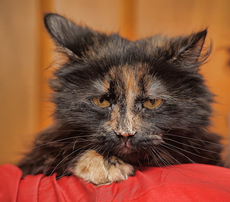 Lindo Gato Tortoise En Los Brazos Foto de archivo - Imagen de piel ...