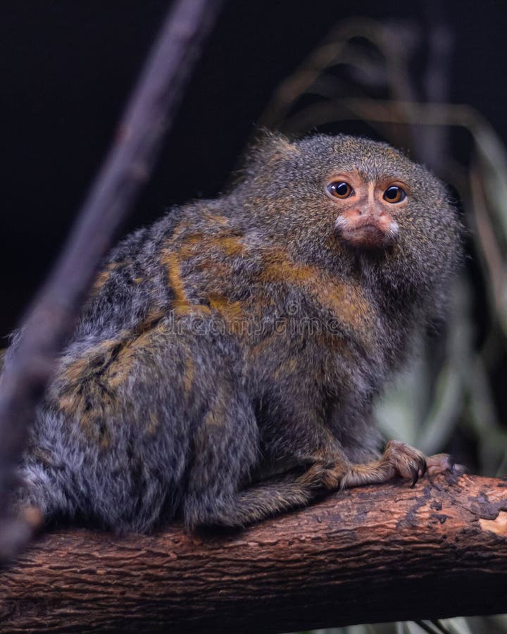 Lindo mormoset pygmy imagen de archivo. Imagen de animal - 253378831