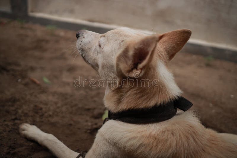 Lindo Perro Indio Rural Mirando a Un Lado Imagen de archivo - Imagen de ...