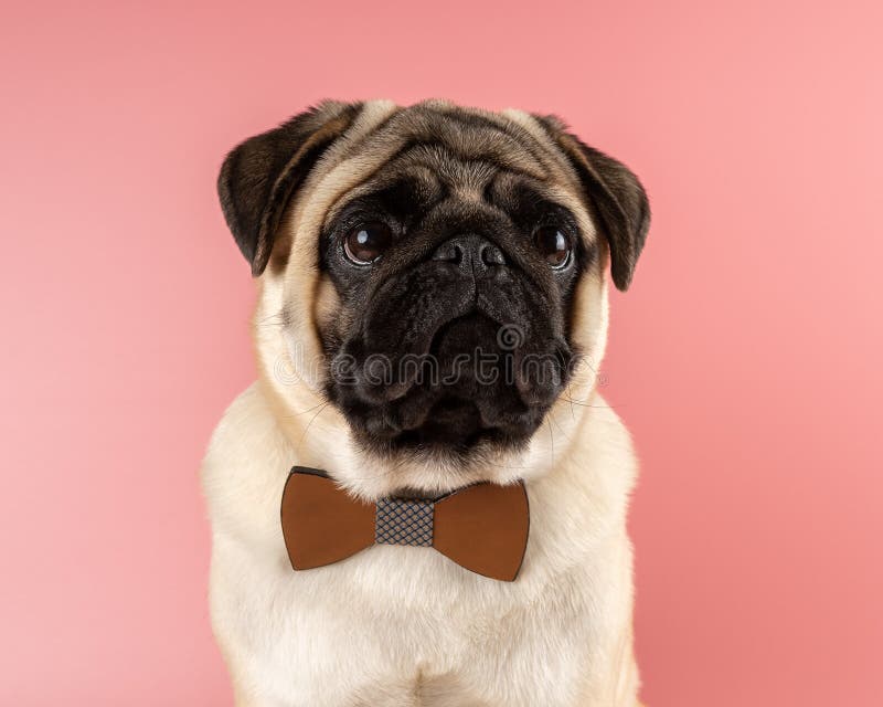 Lindo Perro Pug Con Corbata Sobre Fondo Rosa Imagen de archivo - Imagen ...