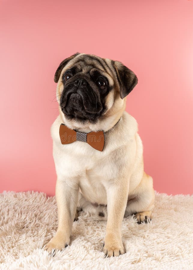 Lindo Perro Pug Con Corbata Sobre Fondo Rosa Foto de archivo - Imagen ...