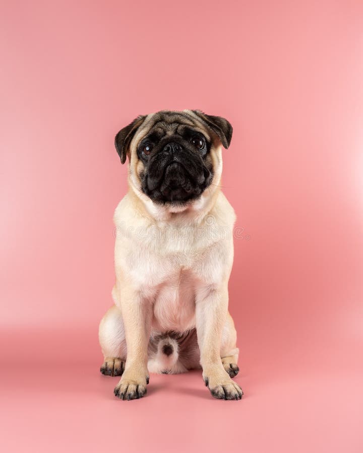 Lindo Perro Pug Sentado Sobre Fondo Rosa Imagen de archivo - Imagen de ...