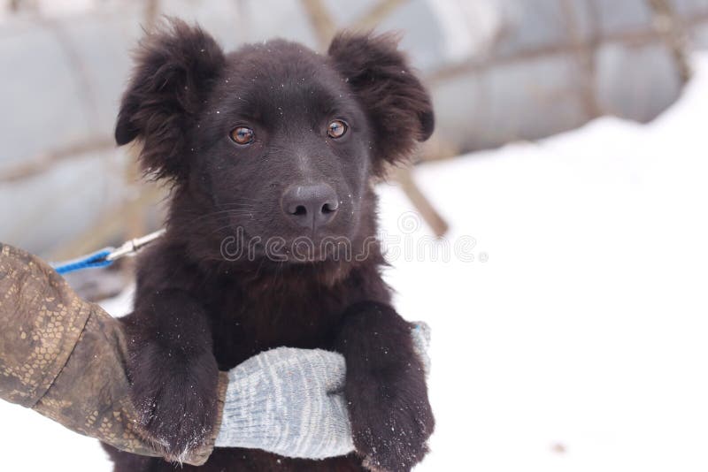 Lindo Retrato Negro De Cachorro Perro De Cierre Con Las Manos Humanas ... Lindo Retrato Negro De Cachorro Perro De Cierre Con Las Manos Humanas ...