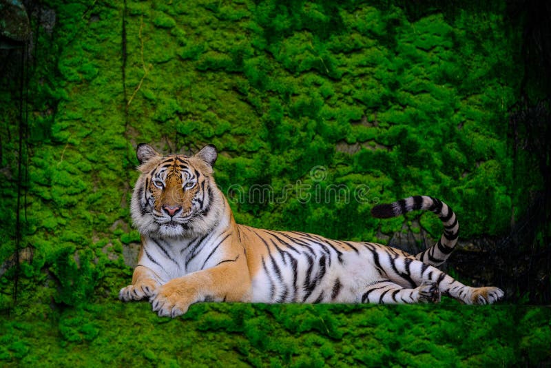 Lindo Tigre Verde-tigre Bengala Mostra Natureza Imagem de Stock ...