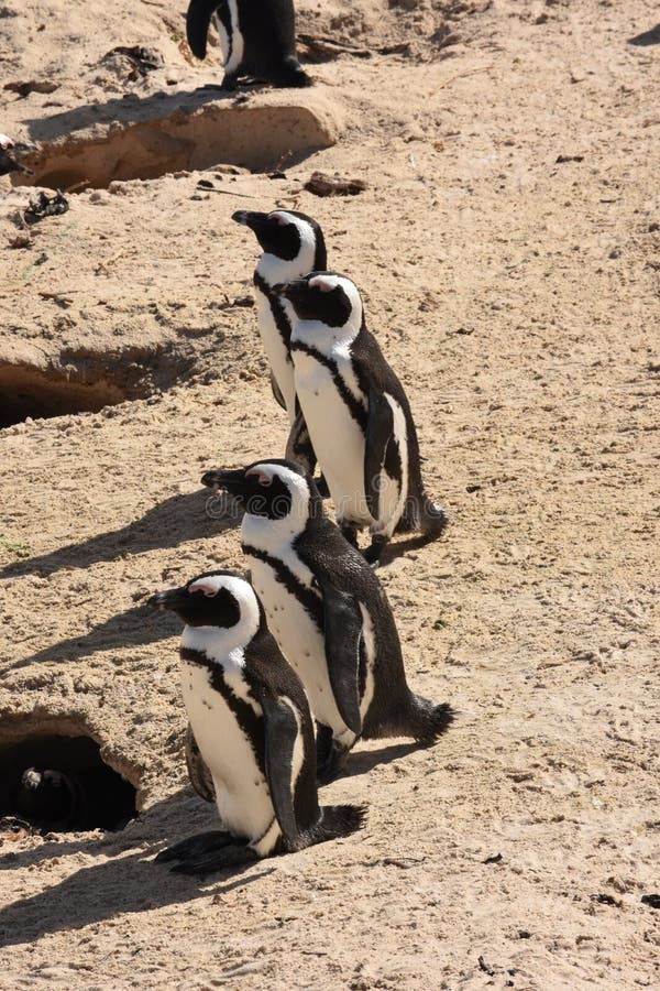 Penguins in a Line stock image. Image of order, feathers - 5423209