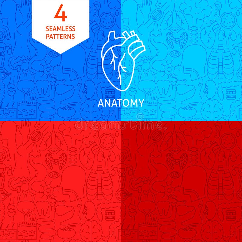 Line Anatomy Patterns stock vector. Illustration of stomach - 260723499