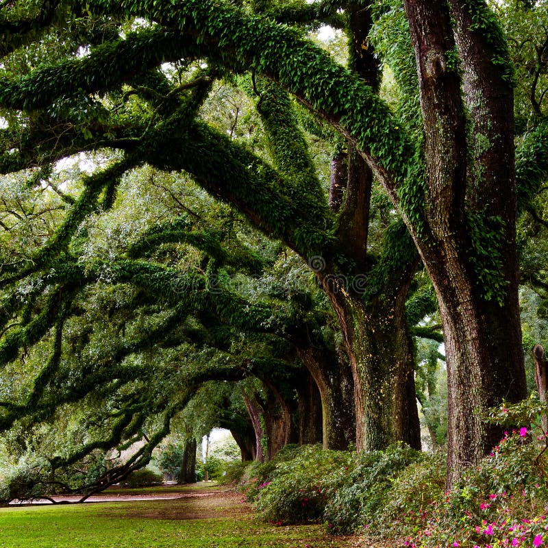 Line of ancient oak trees stock image. Image of scenic - 29457437