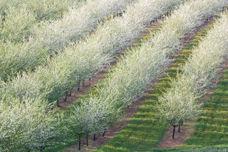 Line apple orchard stock image. Image of blooming, countryside - 30784101