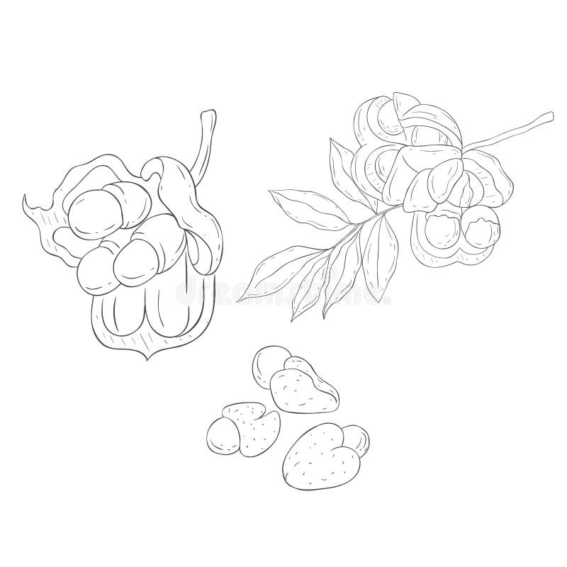 Line Art Ackee. Vector Illustration Stock Vector - Illustration of ...