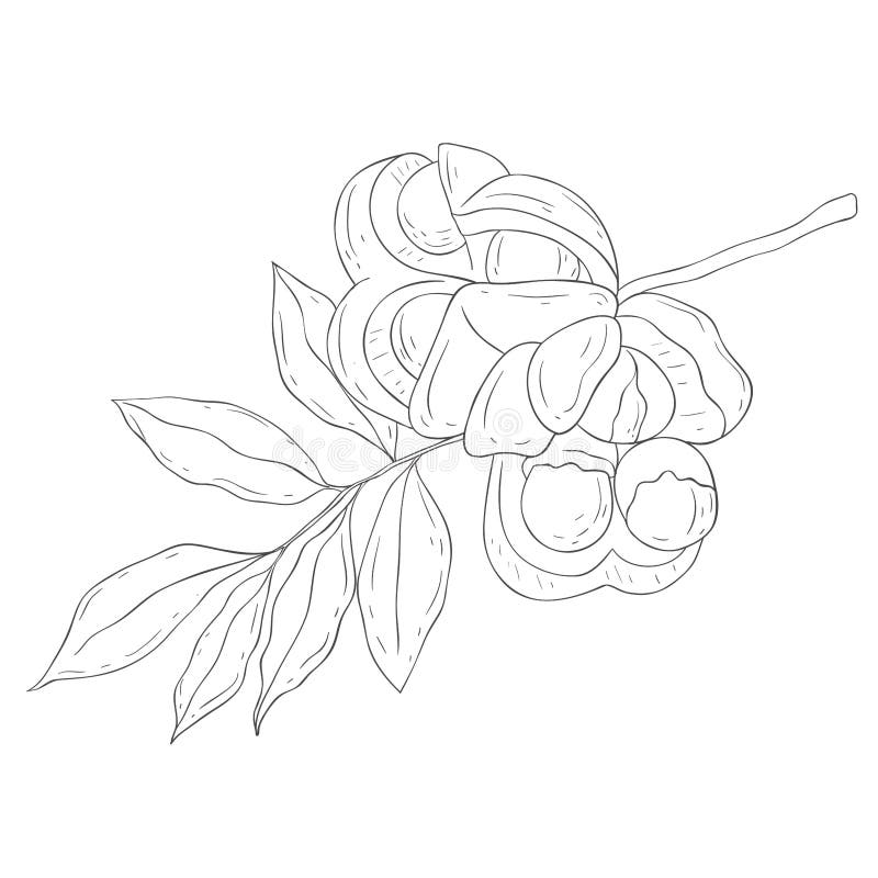 Line Art Ackee. Vector Illustration Stock Illustration - Illustration ...