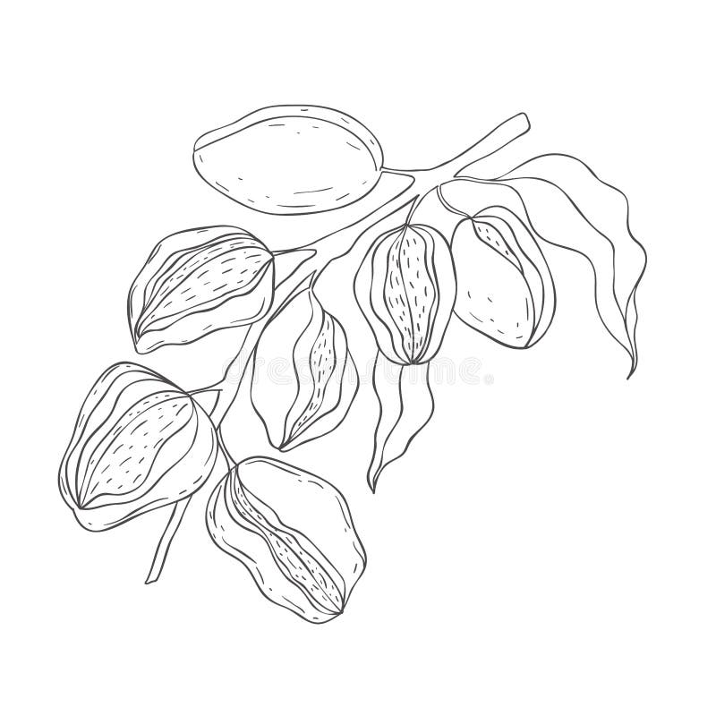 Line Art Almond Branch. Vector Illustration Stock Illustration ...
